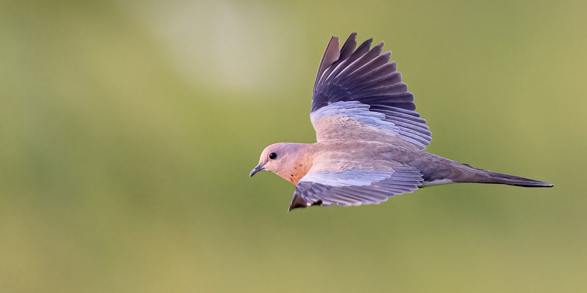 Birds Our Ancestors Might Have Seen | Geez Magazine