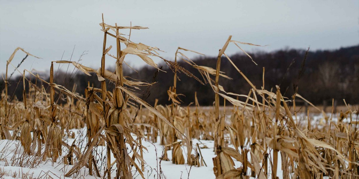 We Will Eat! Pro Tips from Post-Apocalyptic Survivors | Geez Magazine